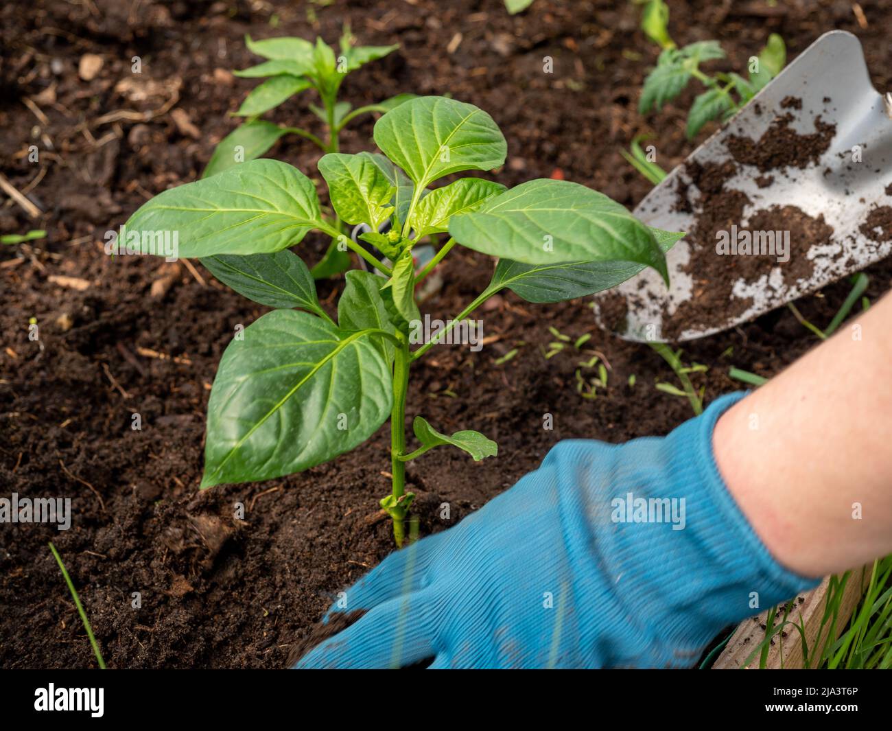 Red pepper seedling in a greenhouse Stock Photo - Alamy