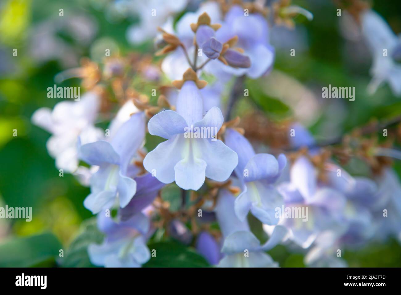 Flowers of paulownia (Latin Paulowania), or Adam’s tree or the Tree of ...
