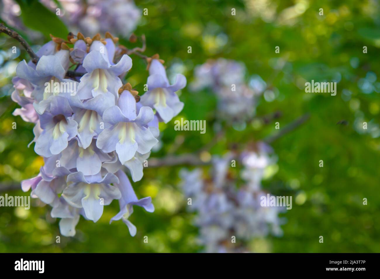 Flowers of paulownia (Latin Paulowania), or Adam’s tree or the Tree of ...