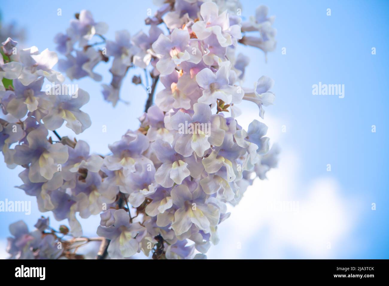 Flowers of paulownia (Latin Paulowania), or Adam’s tree or the Tree of ...