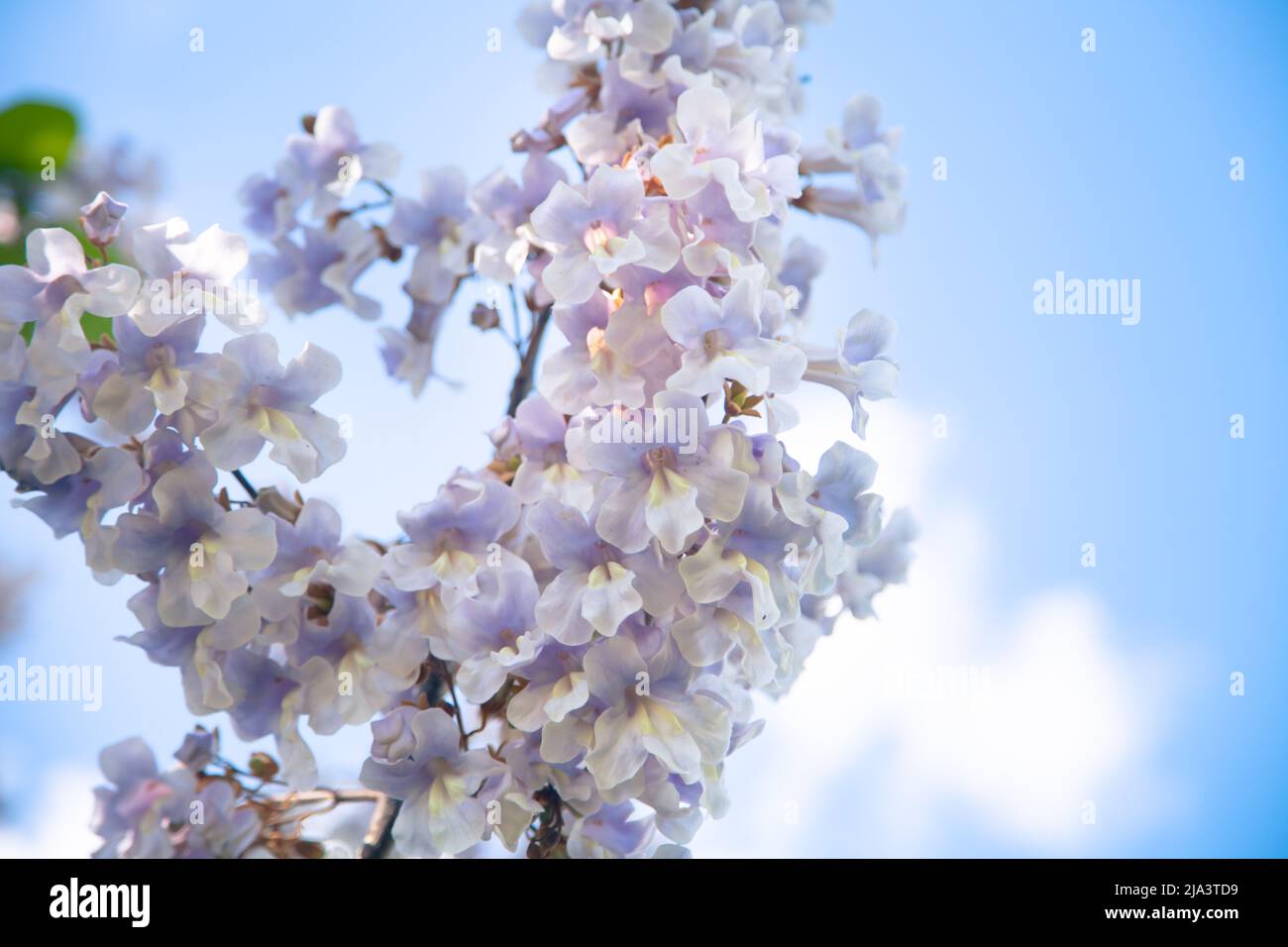 Flowers of paulownia (Latin Paulowania), or Adam’s tree or the Tree of ...