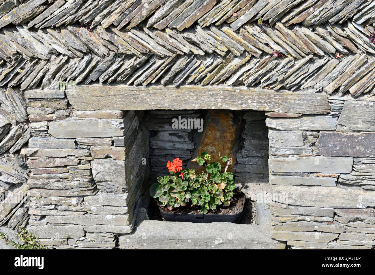Geranium growing in a Stone Wall Tintagel Cornwall England uk Stock ...