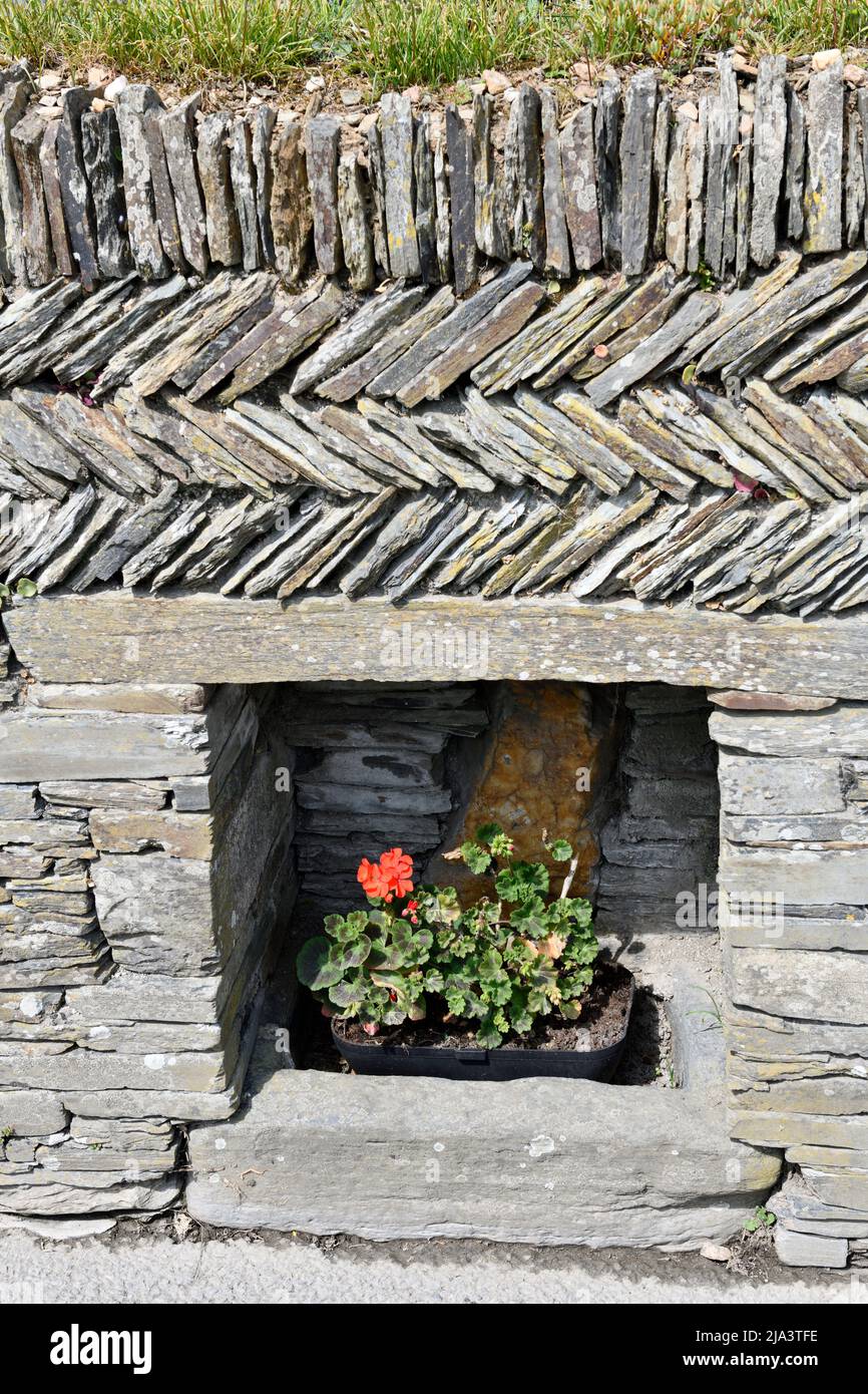 Geranium growing in a Stone Wall Tintagel Cornwall England uk Stock ...