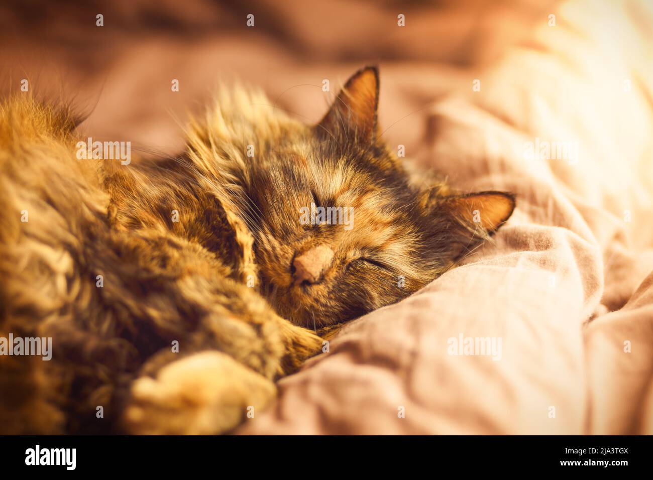 Fluffy tortoiseshell cat sleeping sweetly on bed. Soft focus. Closeup ...