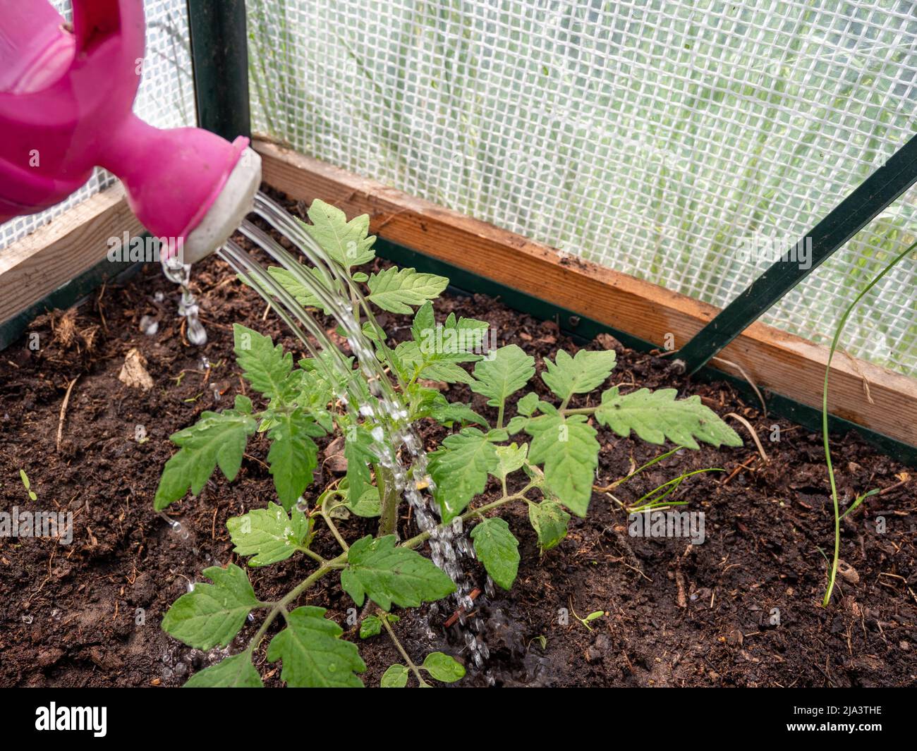 Watered tomato sapling in the greenhouse Stock Photo - Alamy