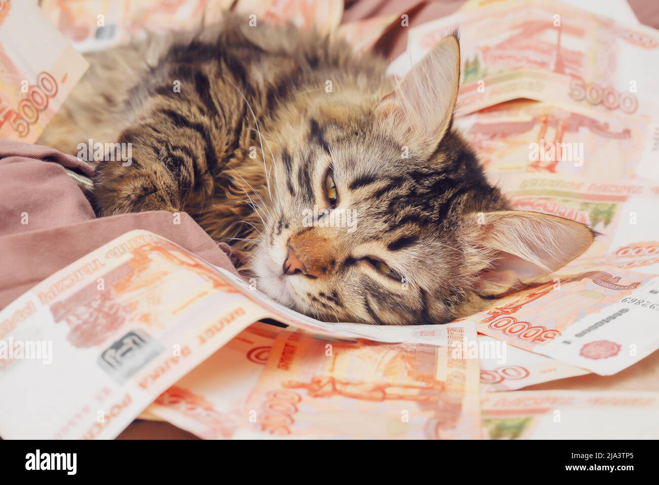 Portrait of cute tabby cat lying in a pile of five thousandth bills ...