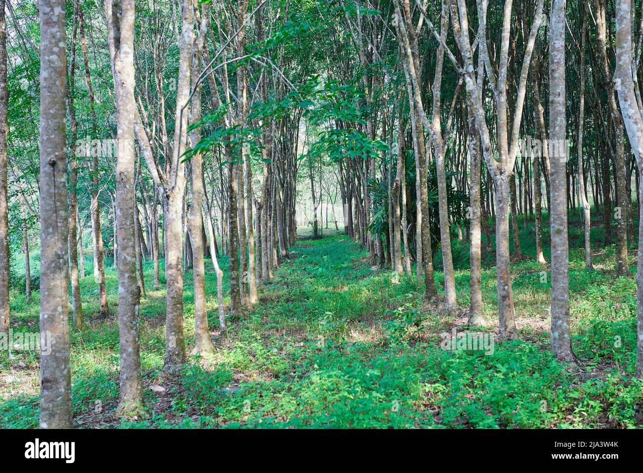 Rubber tree in the plantation Stock Photo - Alamy
