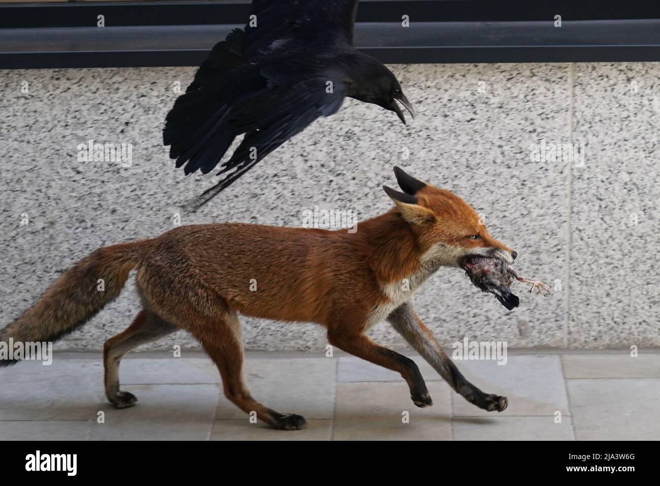 A crow chases a fox, who has dug up a bird carcass, outside the Old ...