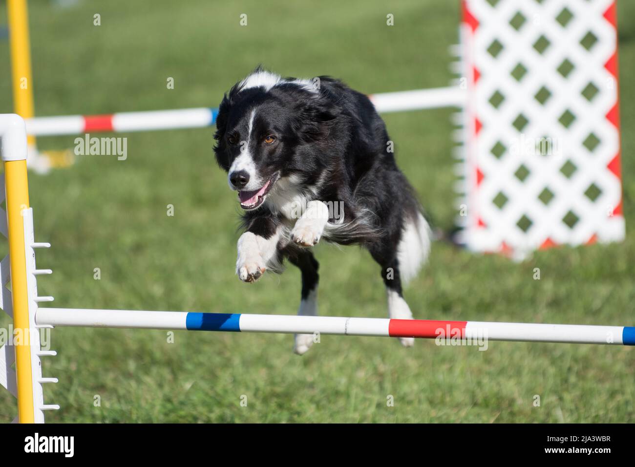 Border Collie mid air over a hurdle during an run on an agility course ...
