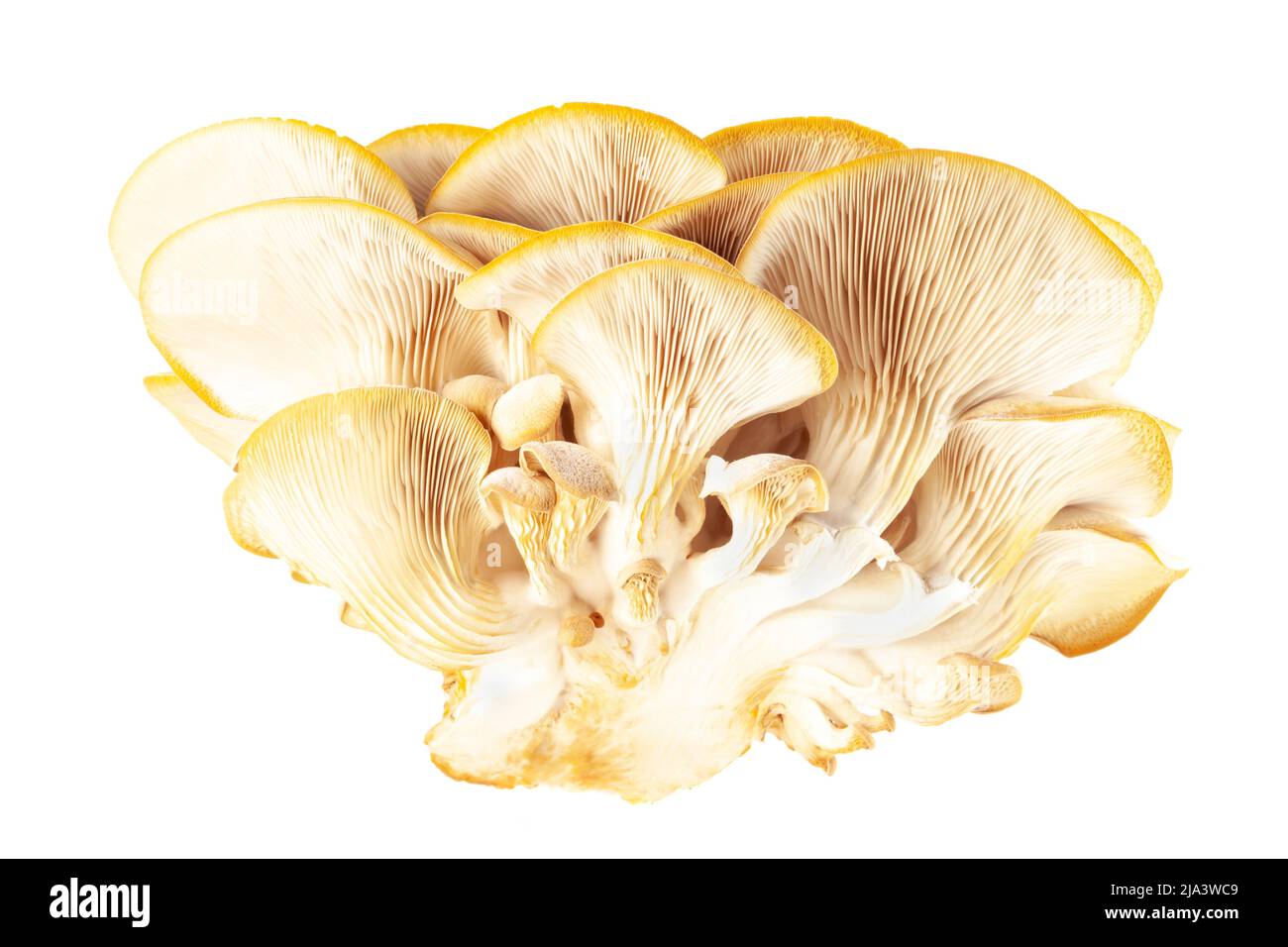 oyster mushroom close up isolated on white background Stock Photo - Alamy