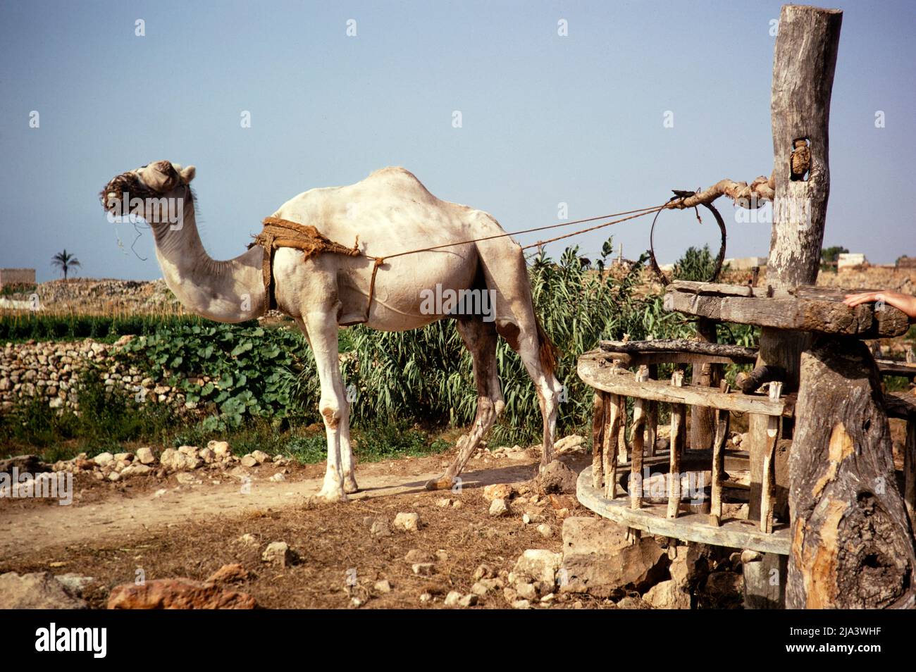 Camel powering irrigation water wheel, Morocco, north Africa 1971 Stock ...