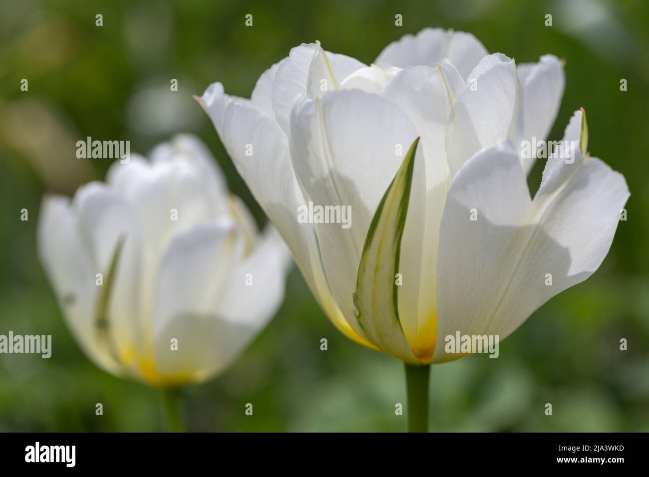 Semi-double, fragrant white flowers flamed with green, Tulip Exotic ...