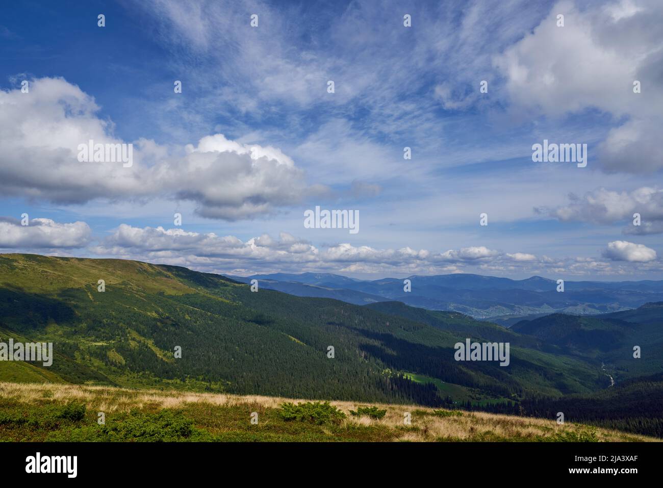 Woodlands in summer hi-res stock photography and images - Alamy