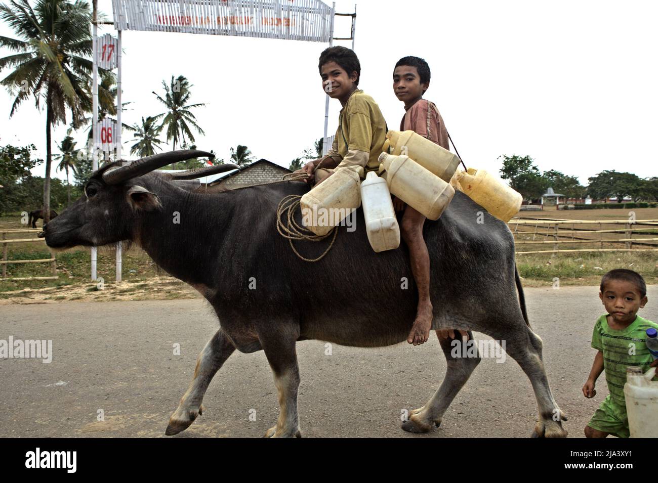 Children riding water buffalo hi-res stock photography and images - Alamy