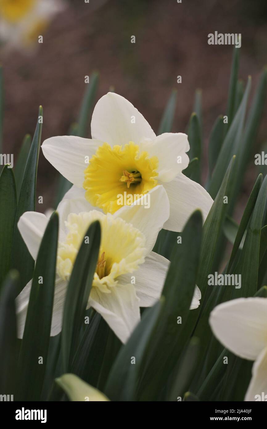 Wild daffodil flowers growing on the side of the hill Stock Photo - Alamy
