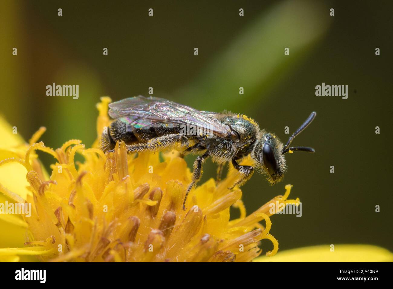 Closeup of a tiny bronze furrow bee (Halictus sp) resting on a flower ...
