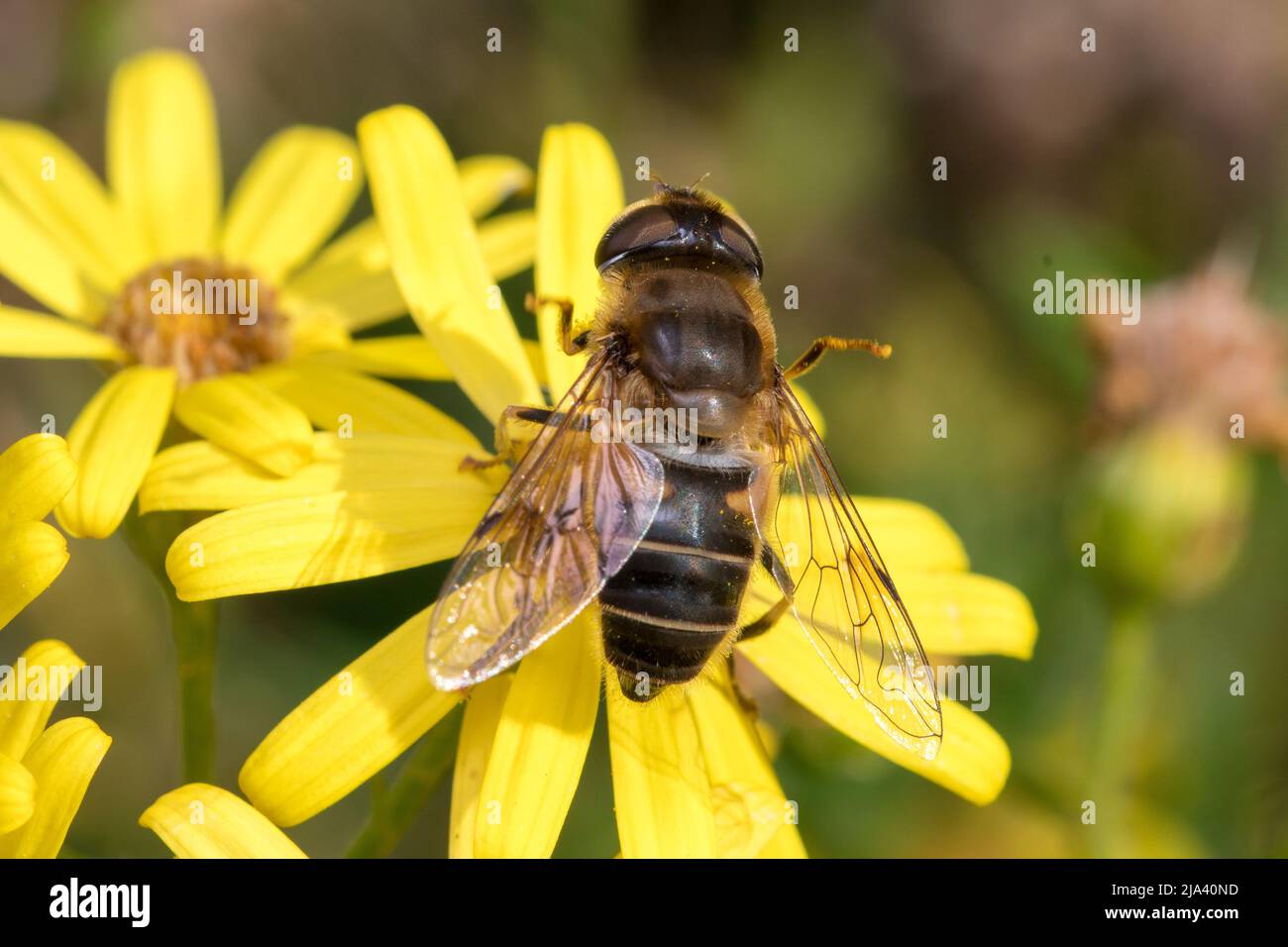 British flying insects hi-res stock photography and images - Alamy