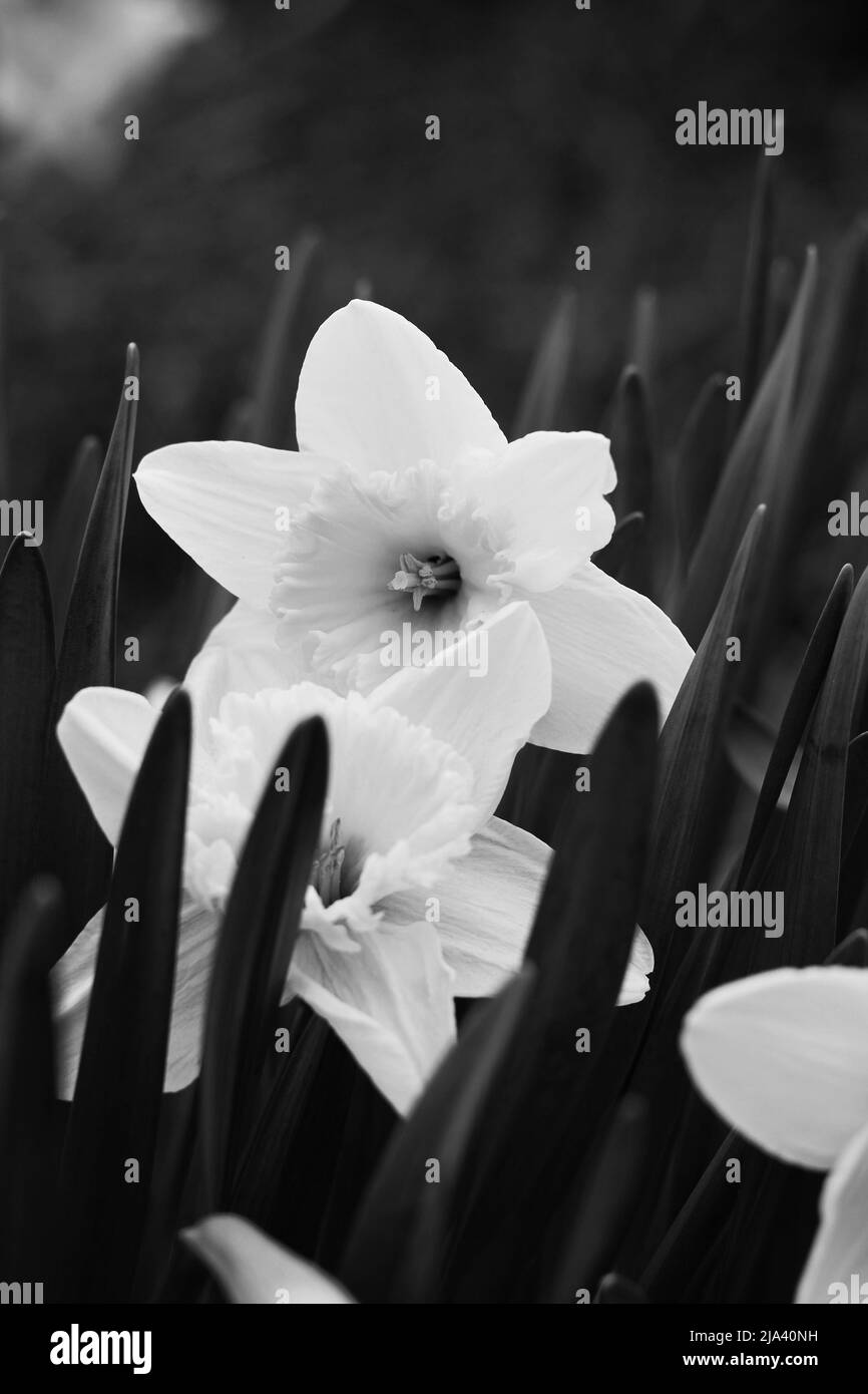 Wild plants growing on Black and White Stock Photos & Images - Alamy