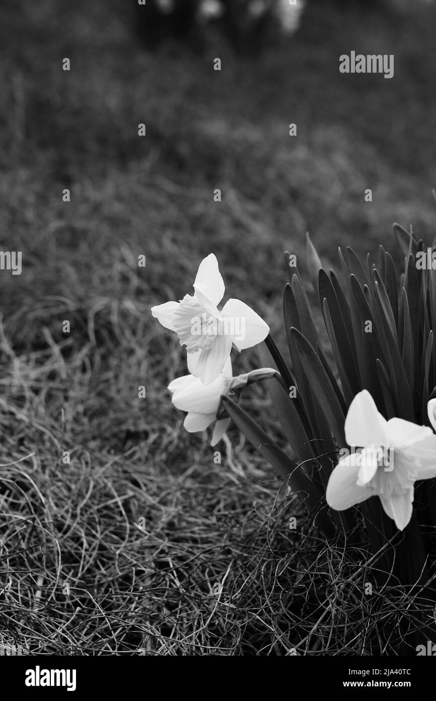 Flowers leaves on common Black and White Stock Photos & Images - Alamy