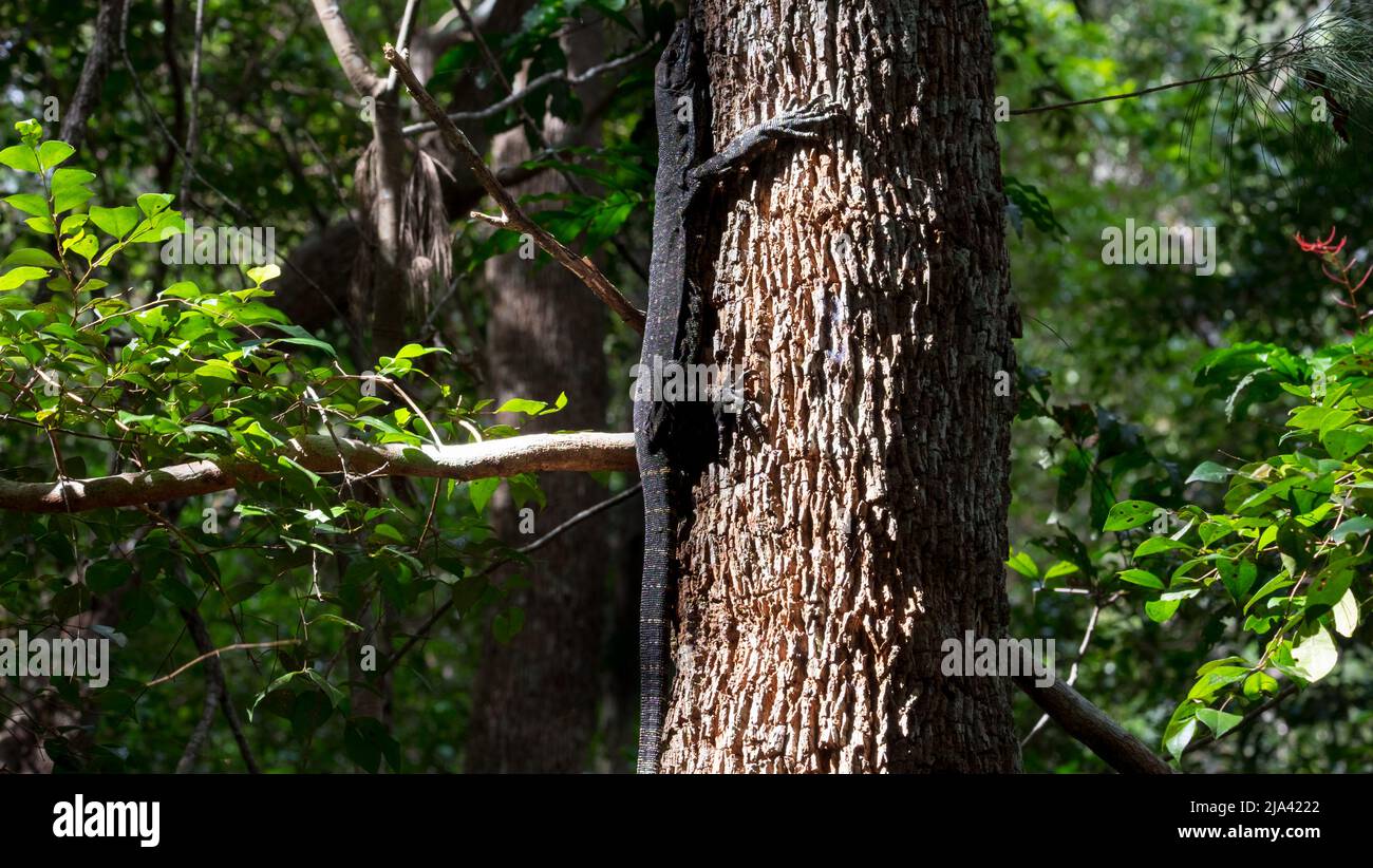 Goanna on a tree Stock Photo - Alamy
