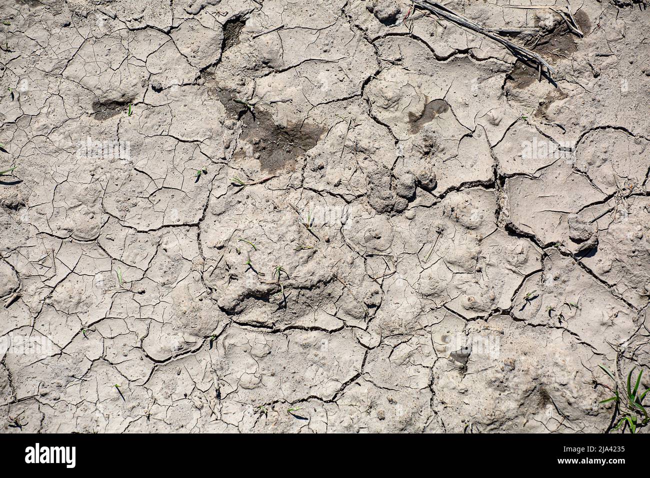 Drying cracked soil Stock Photo - Alamy