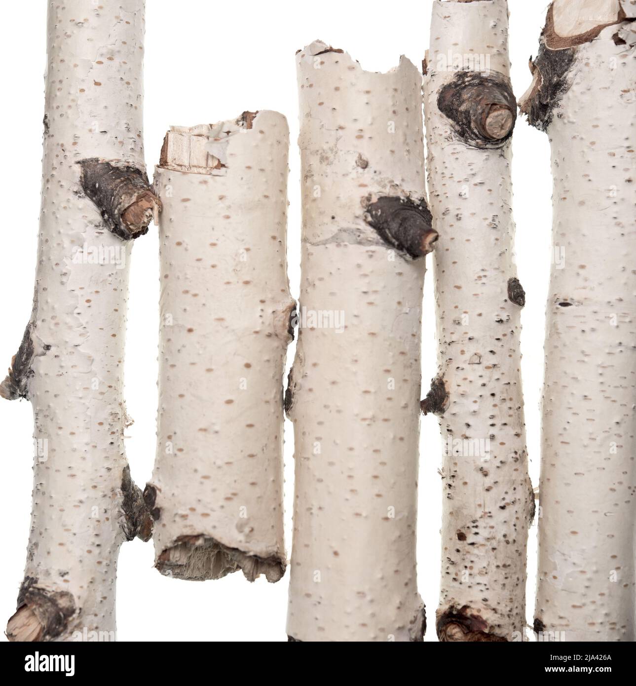 Birch sticks isolated on white background Stock Photo - Alamy