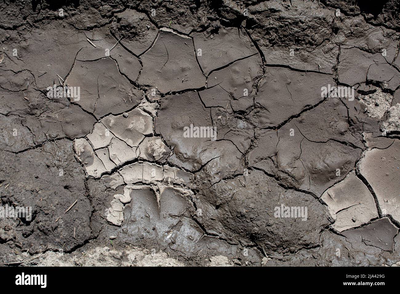 Drying cracked soil Stock Photo - Alamy