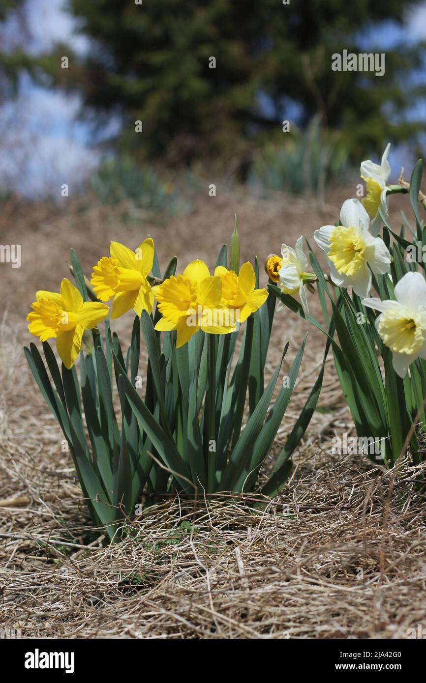 Daffodils growing on side hi-res stock photography and images - Alamy