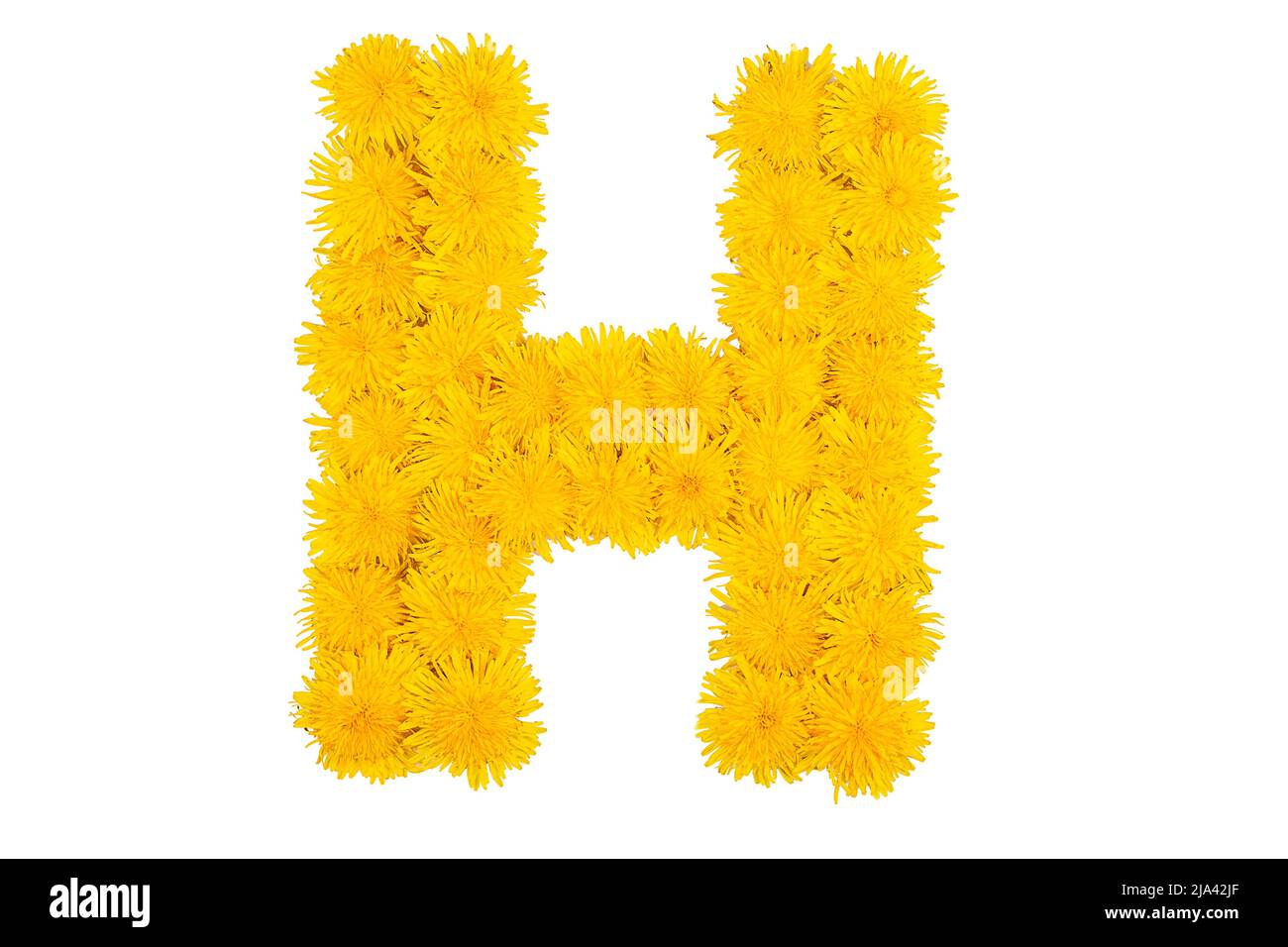 The English alphabet of dandelion flowers. Letter H Stock Photo - Alamy