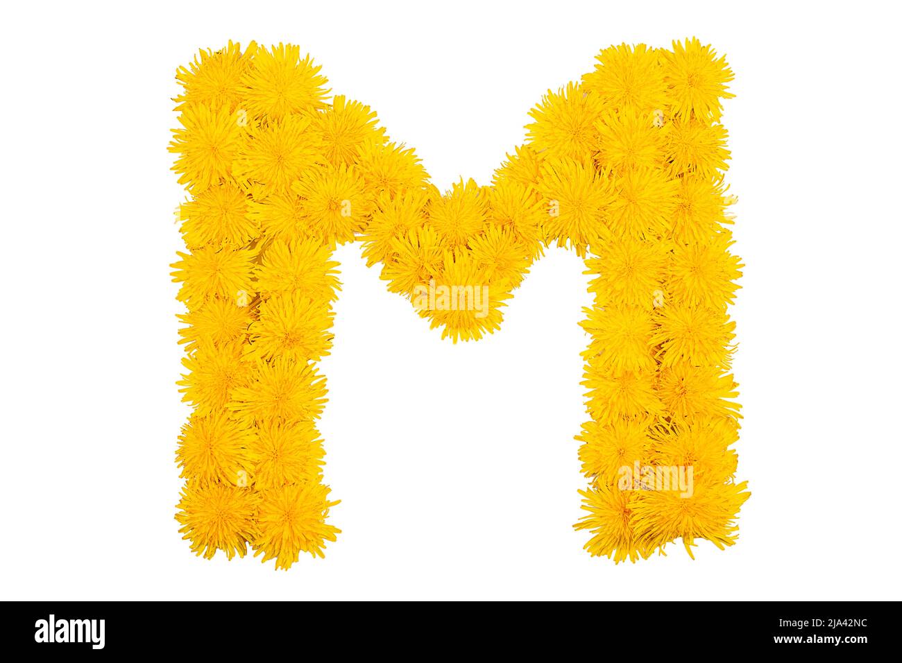 The English alphabet of dandelion flowers. Letter M Stock Photo - Alamy