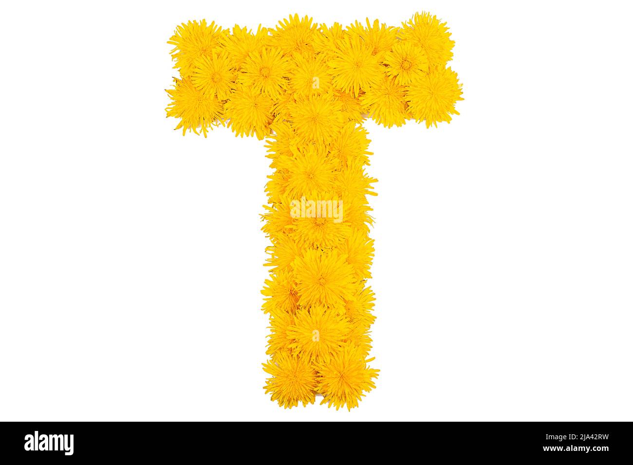 The English alphabet of dandelion flowers. Letter T Stock Photo - Alamy