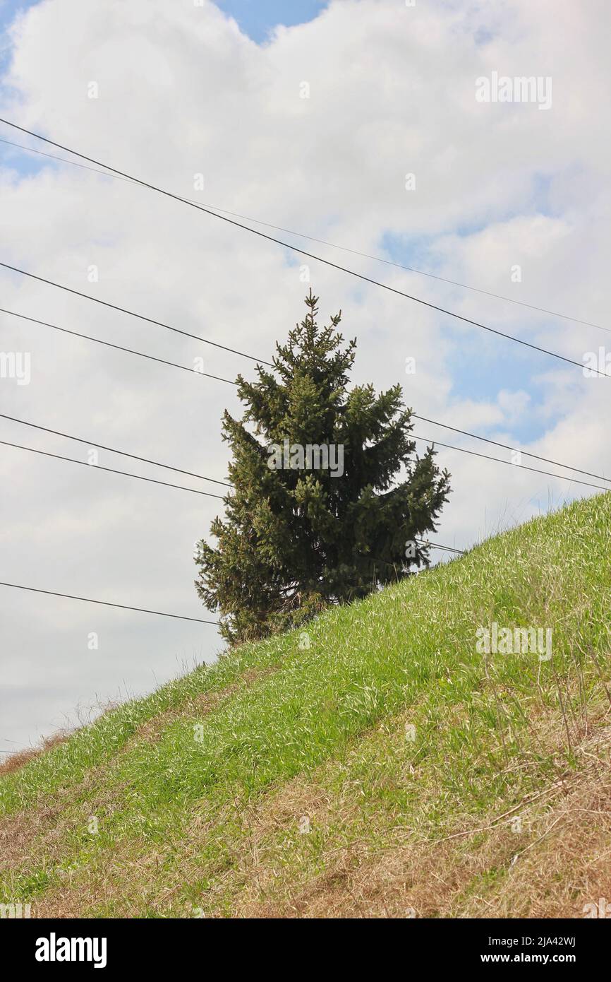 Single pine tree growing on the hill in the meadow Stock Photo - Alamy