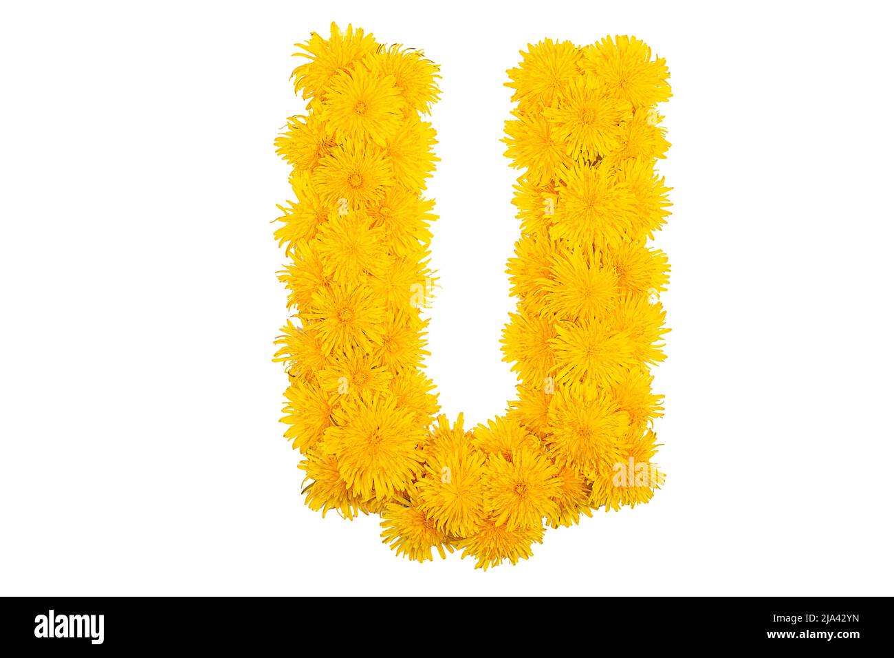 The English alphabet of dandelion flowers. Letter U Stock Photo - Alamy