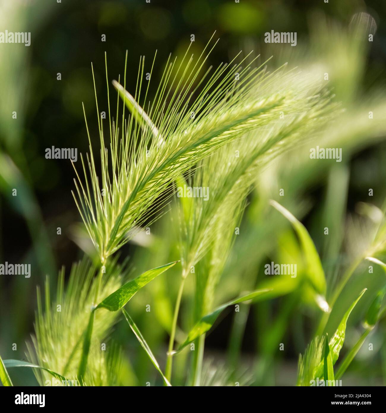 Grain plant hi-res stock photography and images - Alamy