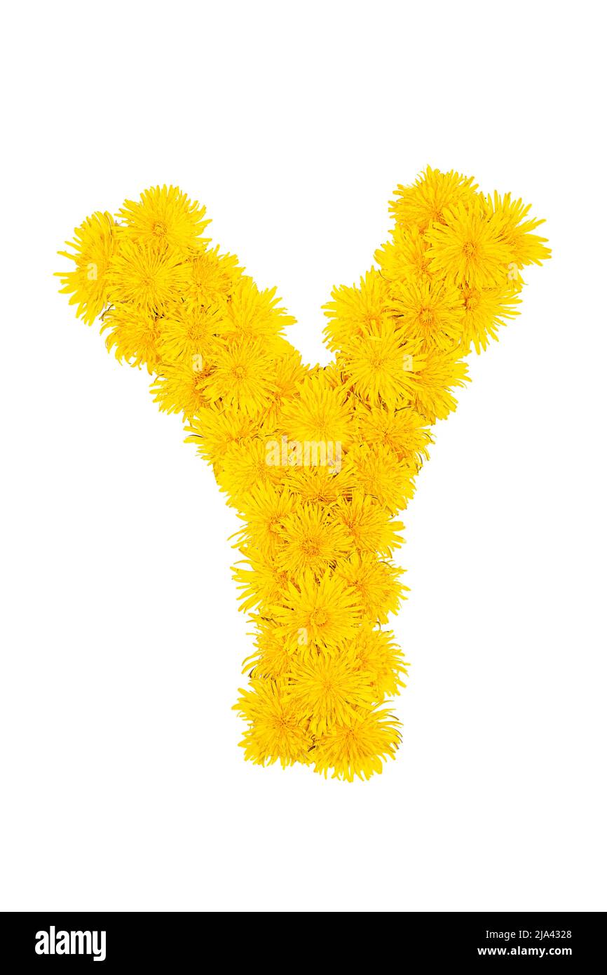 The English alphabet of dandelion flowers. Letter Y Stock Photo - Alamy