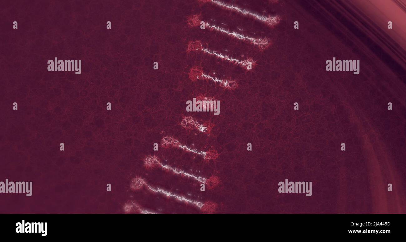 Image of dna strand spinning over dark red light trails Stock Photo - Alamy