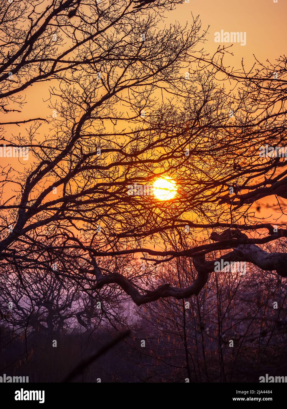 Branches sunset hi-res stock photography and images - Alamy