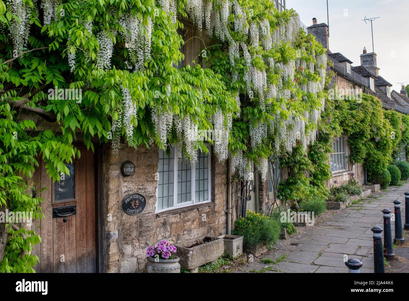 Wisteria floribunda Alba on a cotswold stone cottage in spring. Burford ...