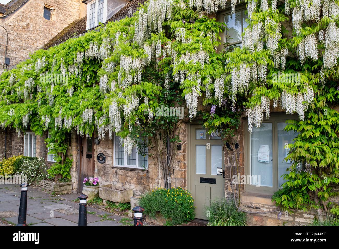 Wisteria floribunda Alba on a cotswold stone cottage in spring. Burford ...