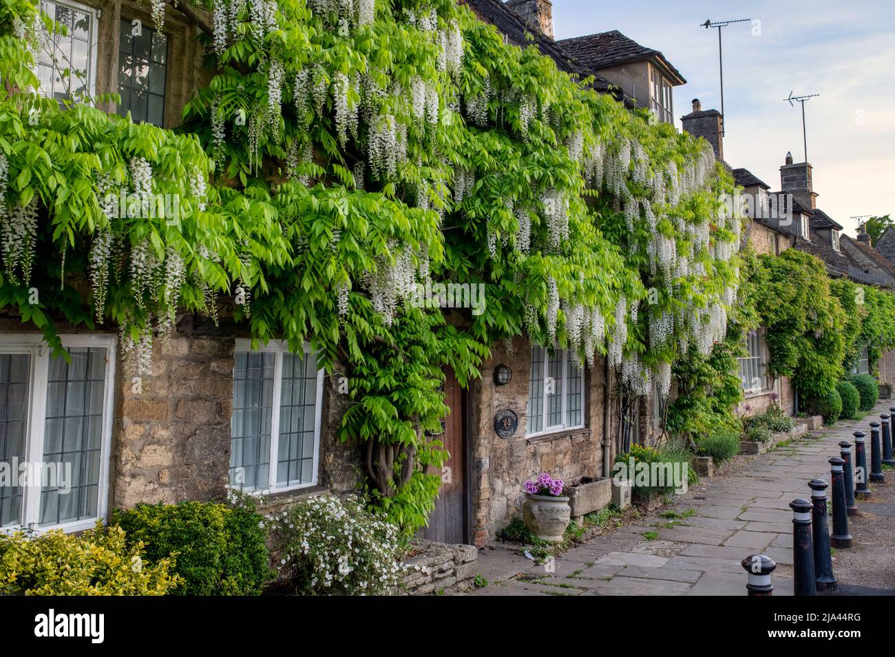 Wisteria floribunda Alba on a cotswold stone cottage in spring. Burford ...