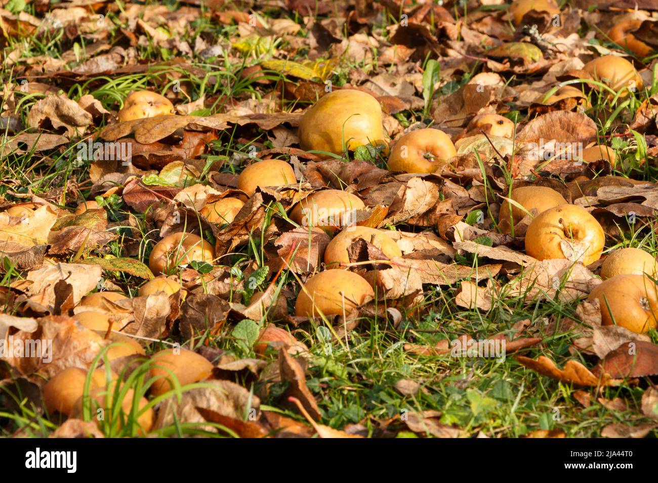 Apples between dead leaves on the ground of an orchard during autumn ...