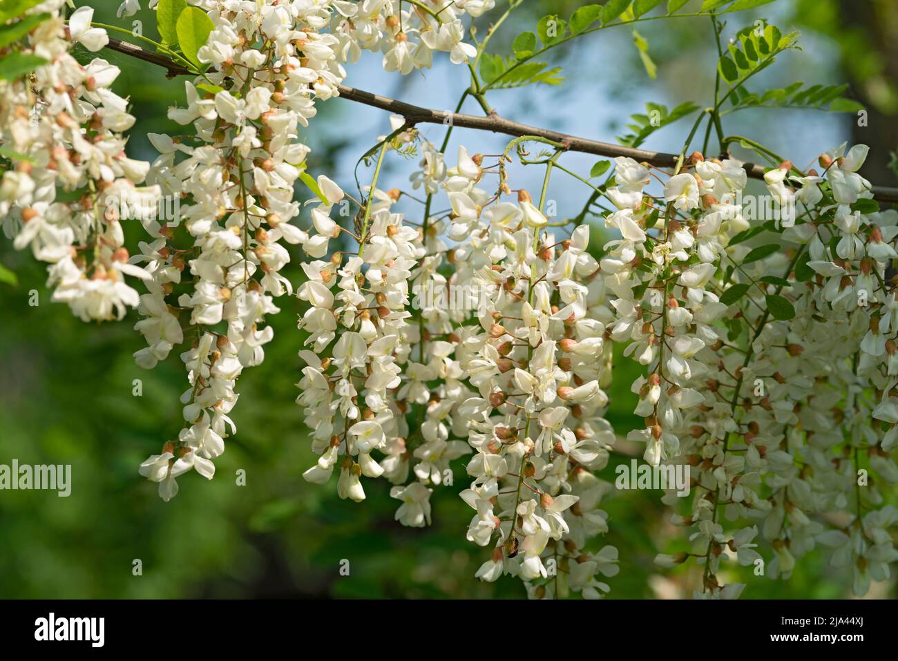 Robinia flowers hi-res stock photography and images - Alamy