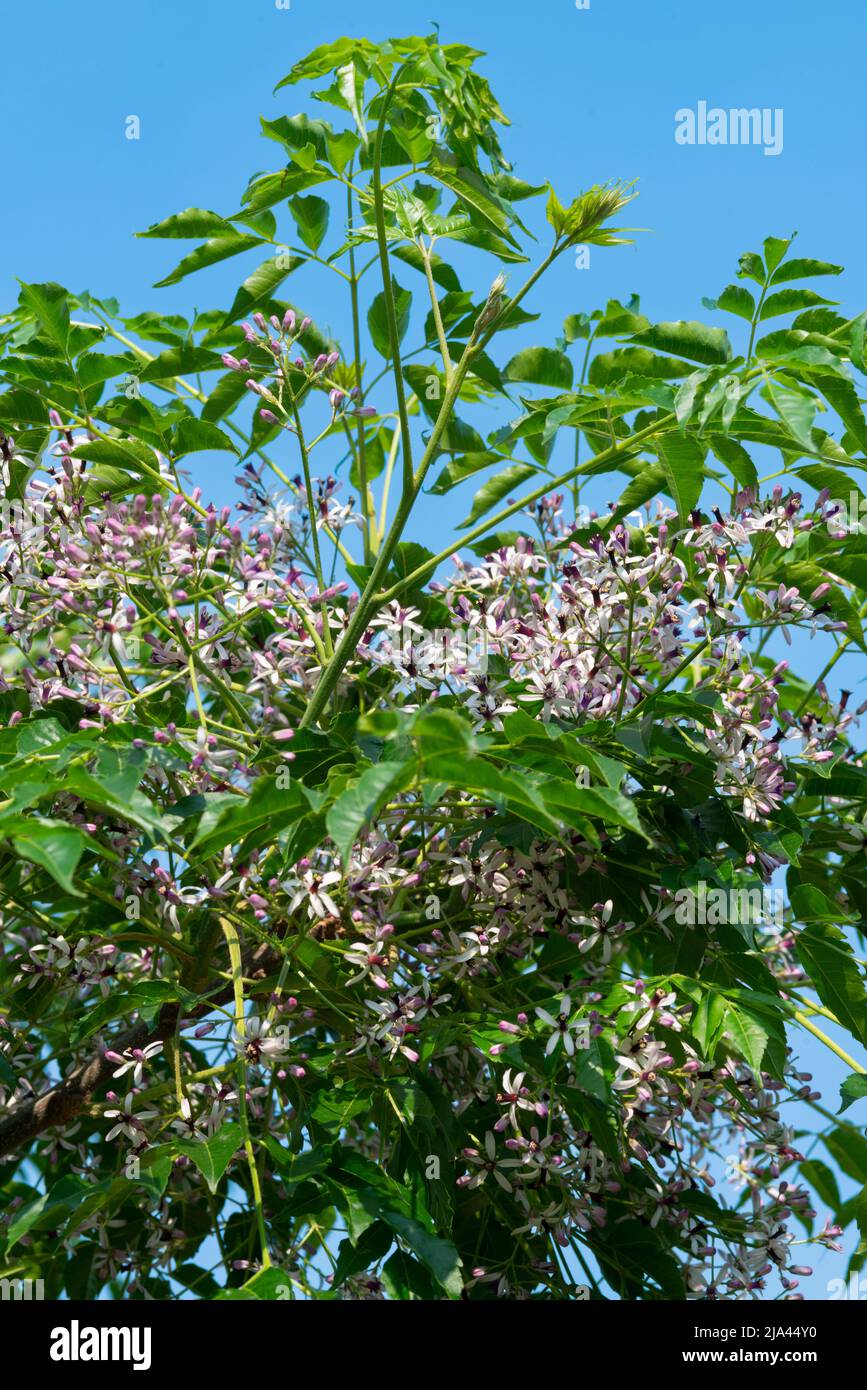 Chinaberry tree hi-res stock photography and images - Alamy