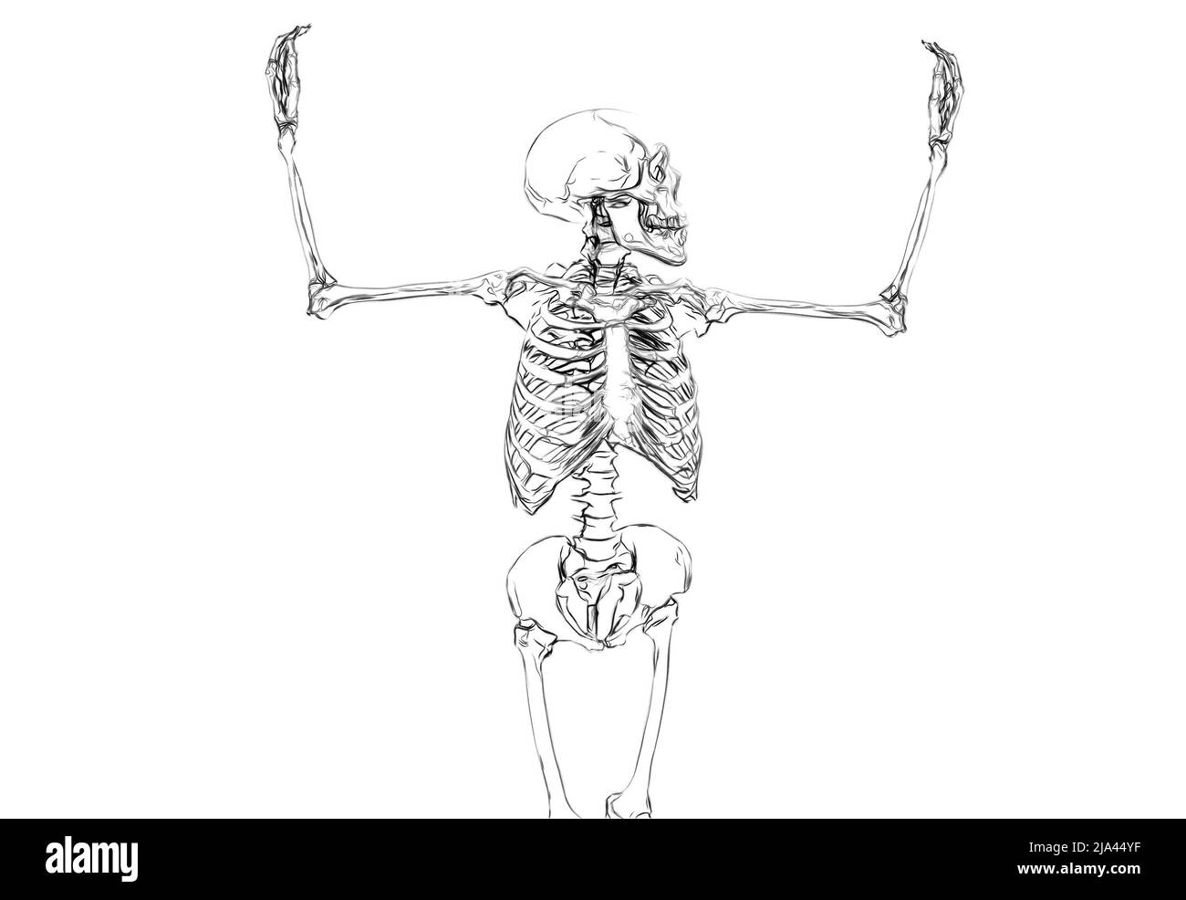 black and white drawing of a human skeleton on a white background Stock ...
