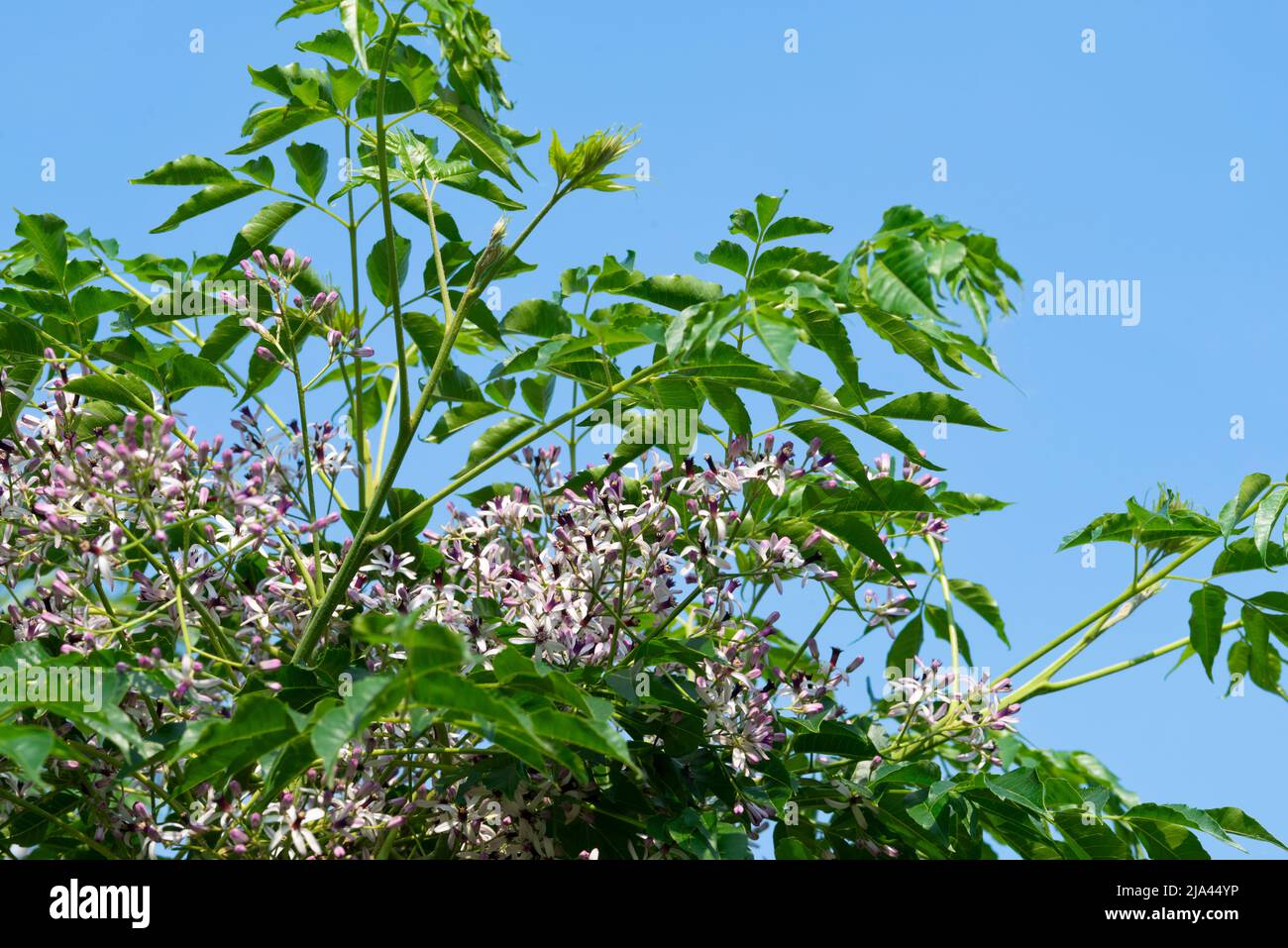 Chinaberry tree hi-res stock photography and images - Alamy