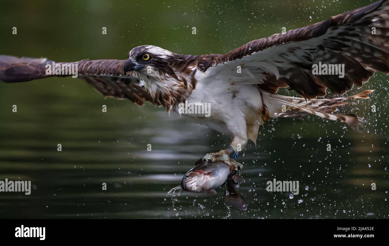 The osprey on the River Gwash. OAKHAM, UK: MAJESTIC photographs have ...