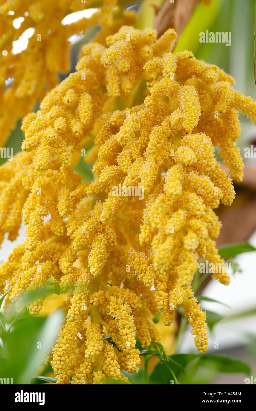 Chusan Palm Flowers, Trachycarpus Fortunei Stock Photo - Alamy