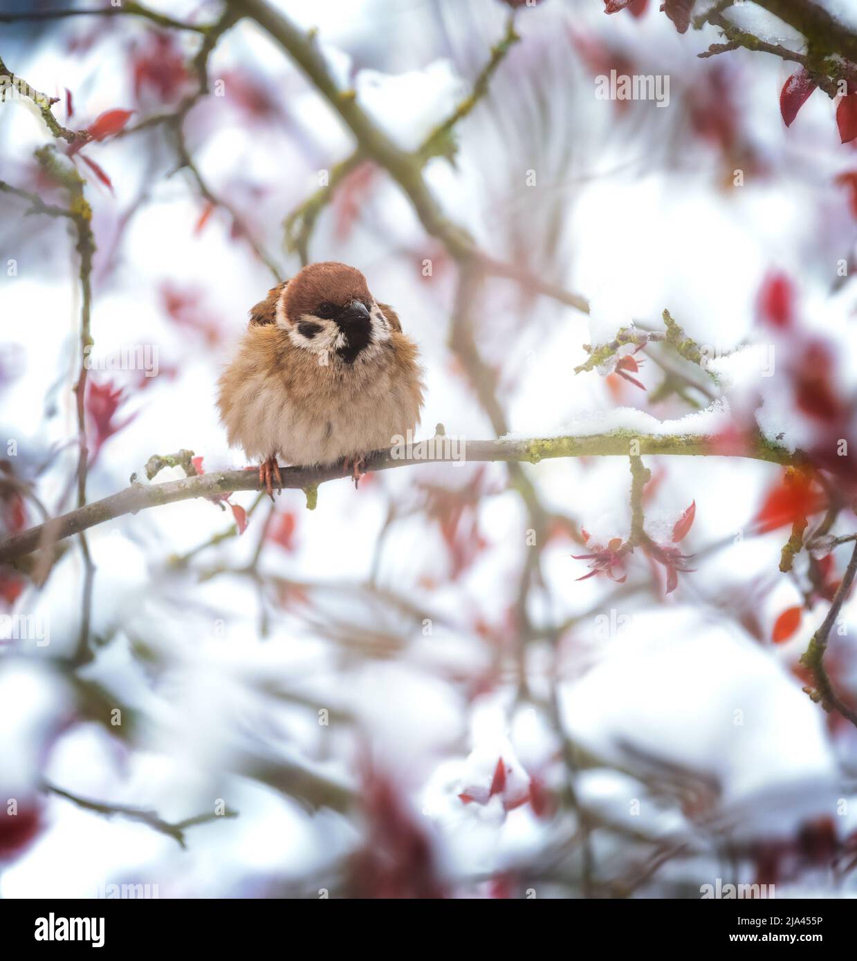 German sparrow plumage hi-res stock photography and images - Alamy
