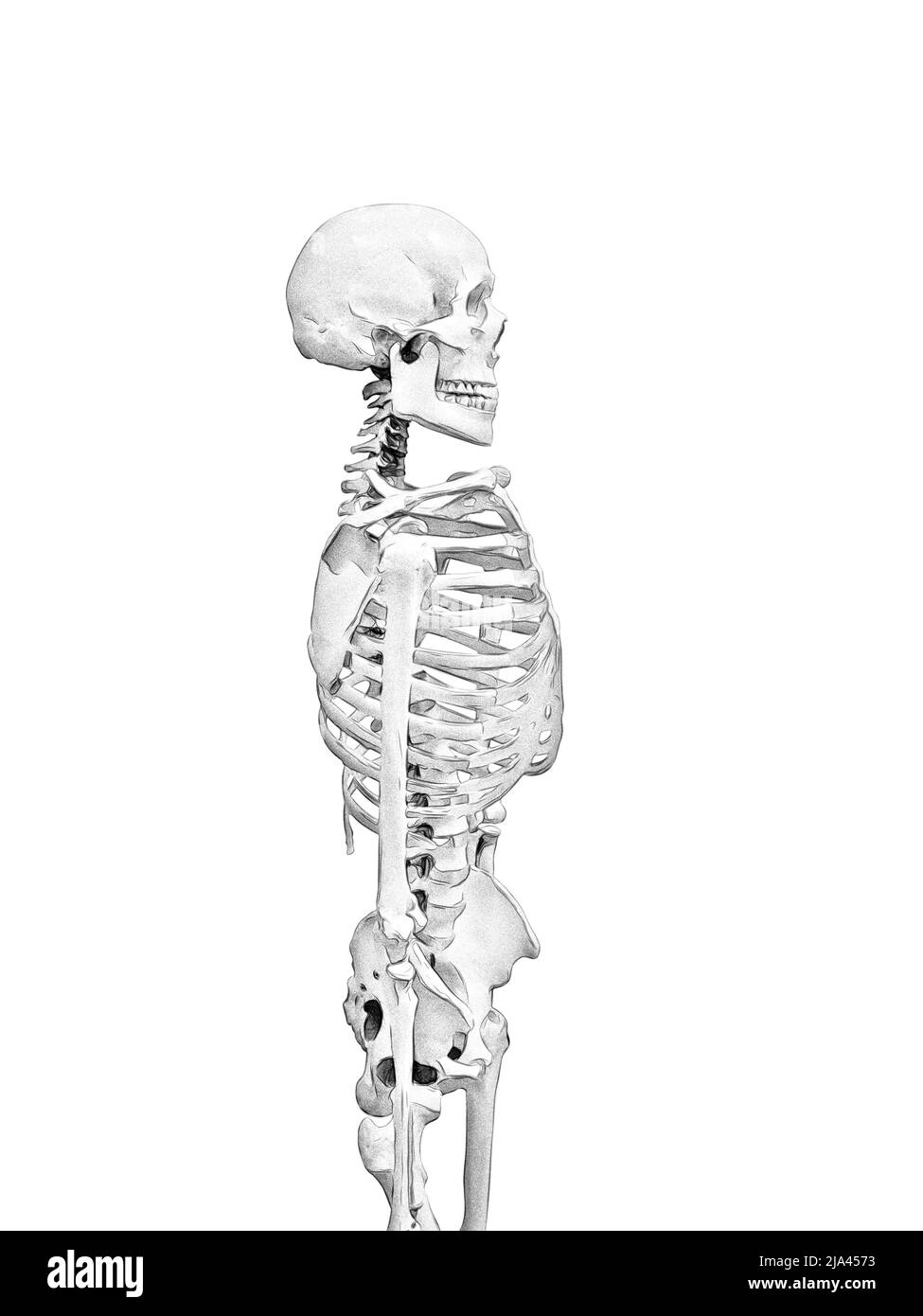 black and white drawing of a human skeleton on a white background Stock ...