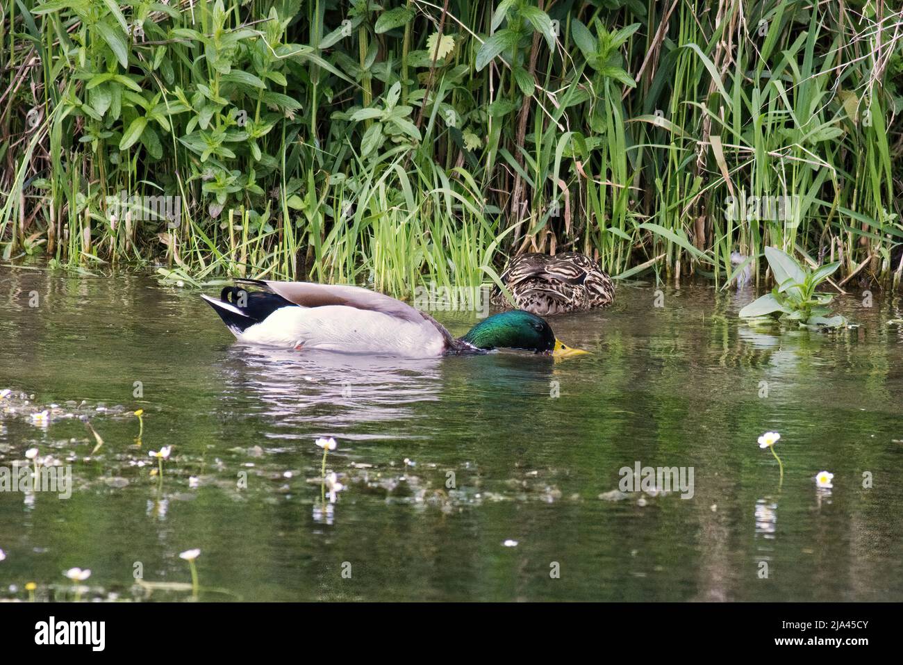 Drake male duck hi-res stock photography and images - Alamy